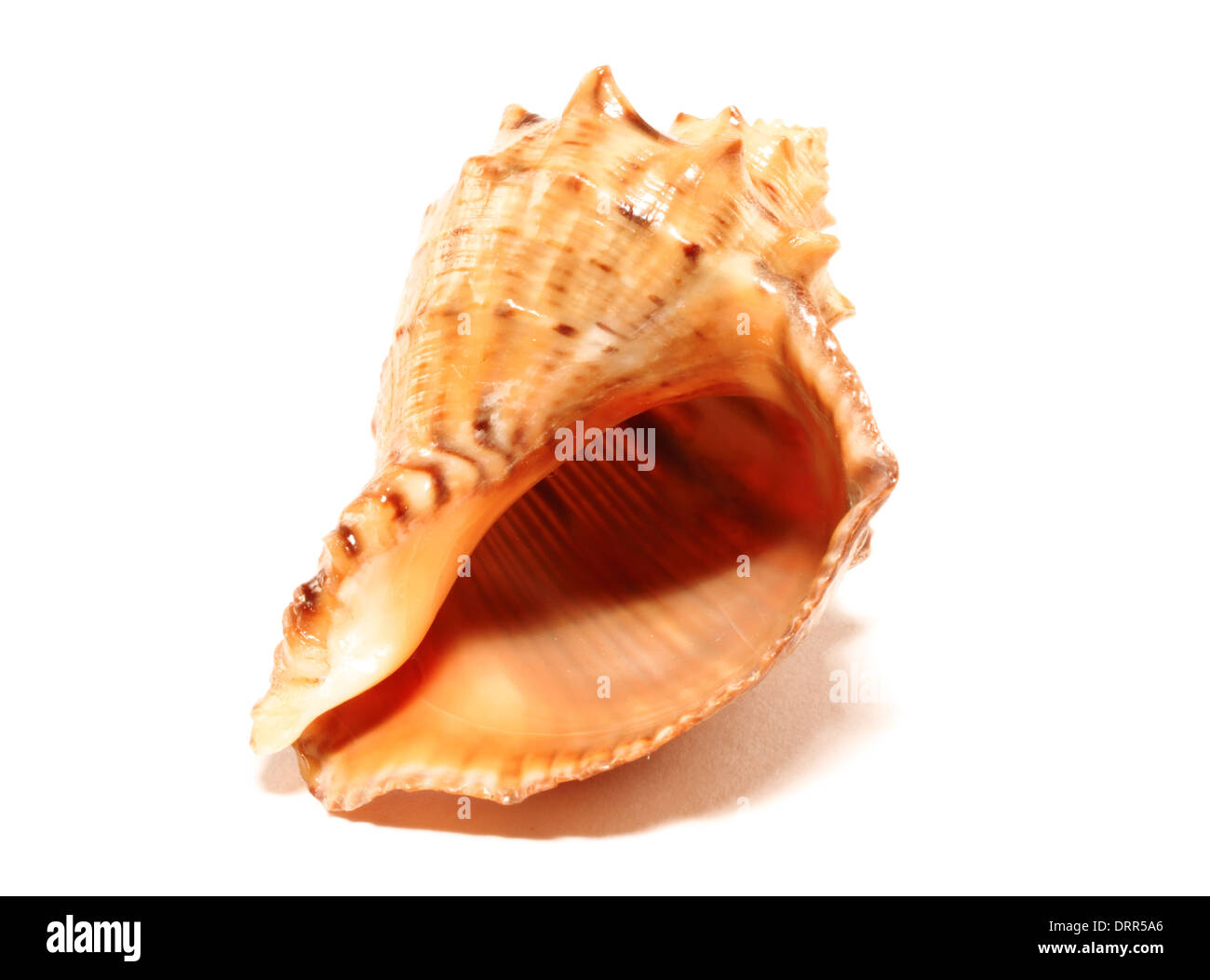 Cockleshell hi-res stock photography and images - Alamy