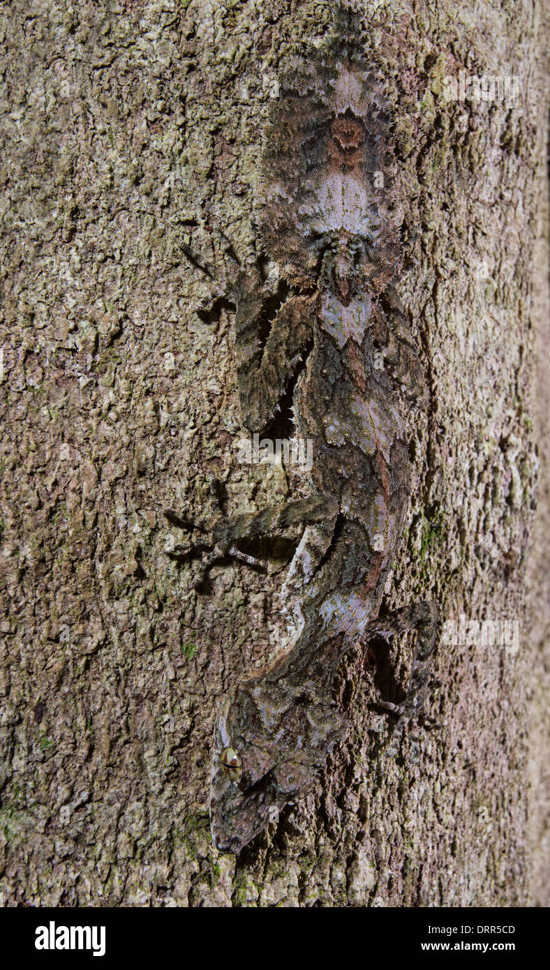 Northern Leaf Tailed Gecko (Phyllurus cornutus) on the trunk of a tree ...