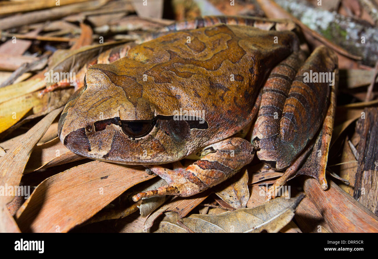 Northern Barred Frog (Mixophyes schevilli), Kuranda, Queensland ...