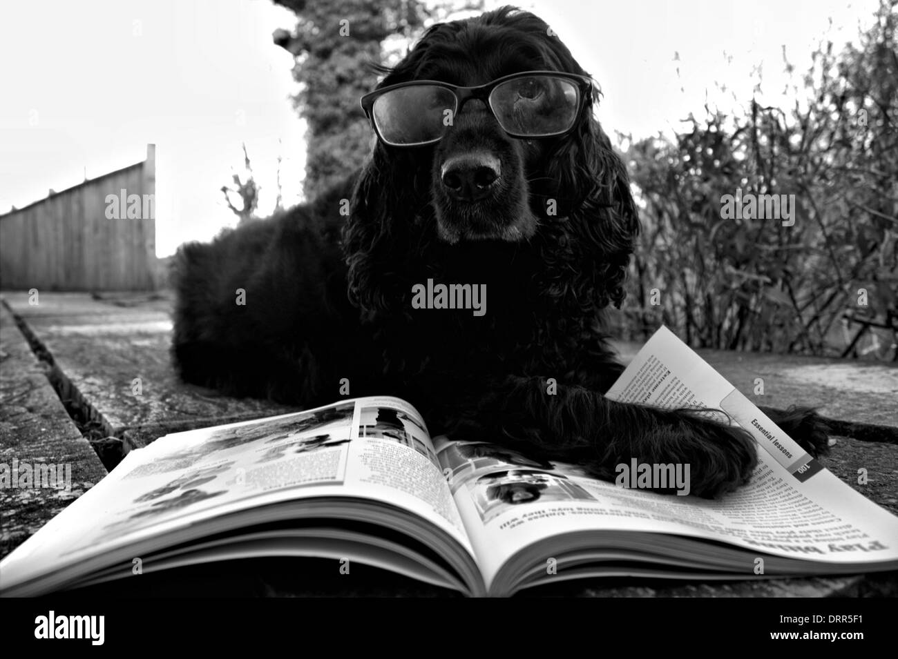 Dog reading hi-res stock photography and images - Alamy