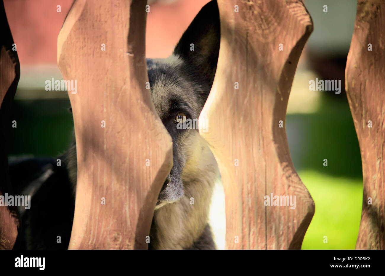 shepherd dog guarding Stock Photo - Alamy