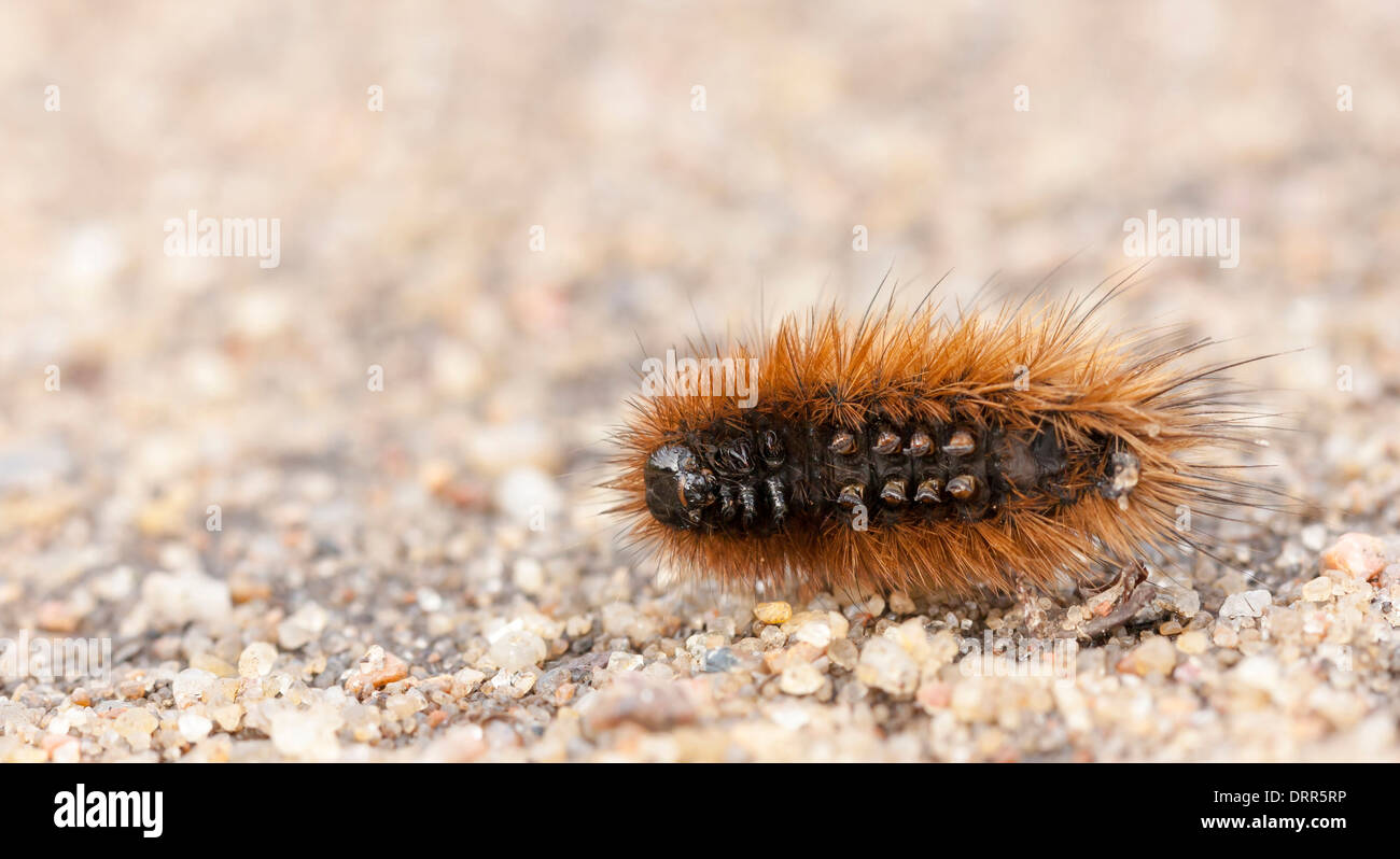 Dead caterpillar hi-res stock photography and images - Alamy