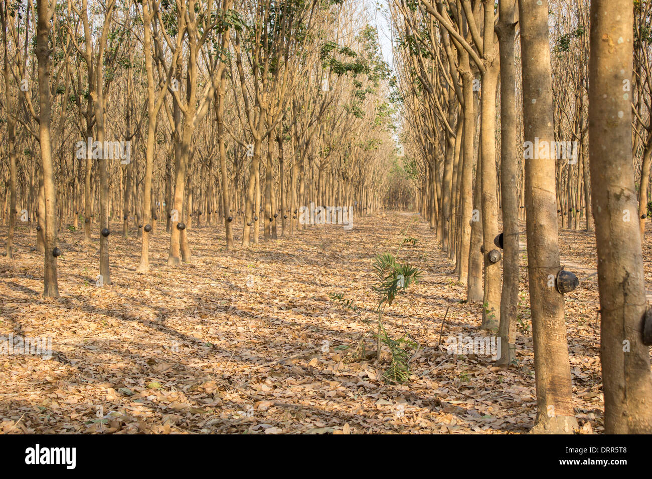 Indian trees rubber plantation hi-res stock photography and images - Alamy