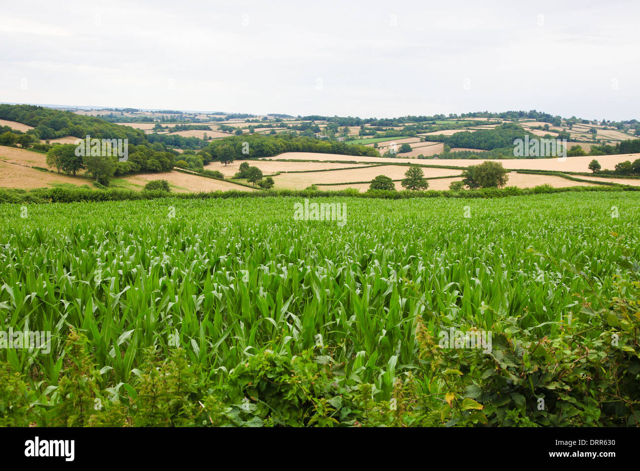 Beautiful cornfield in france hi-res stock photography and images - Alamy