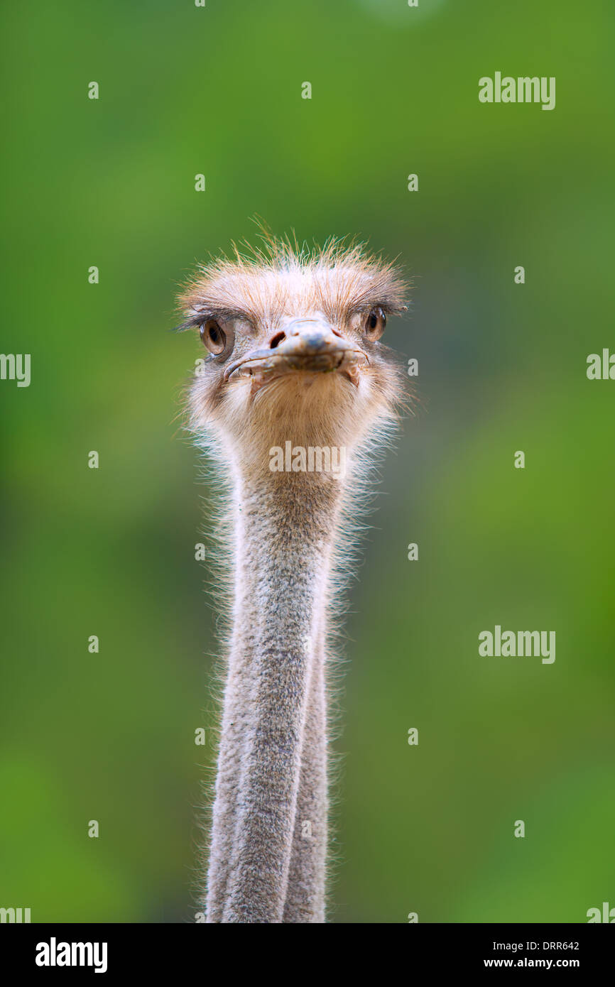 ostrich bird head and neck front portrait in the park Stock Photo - Alamy
