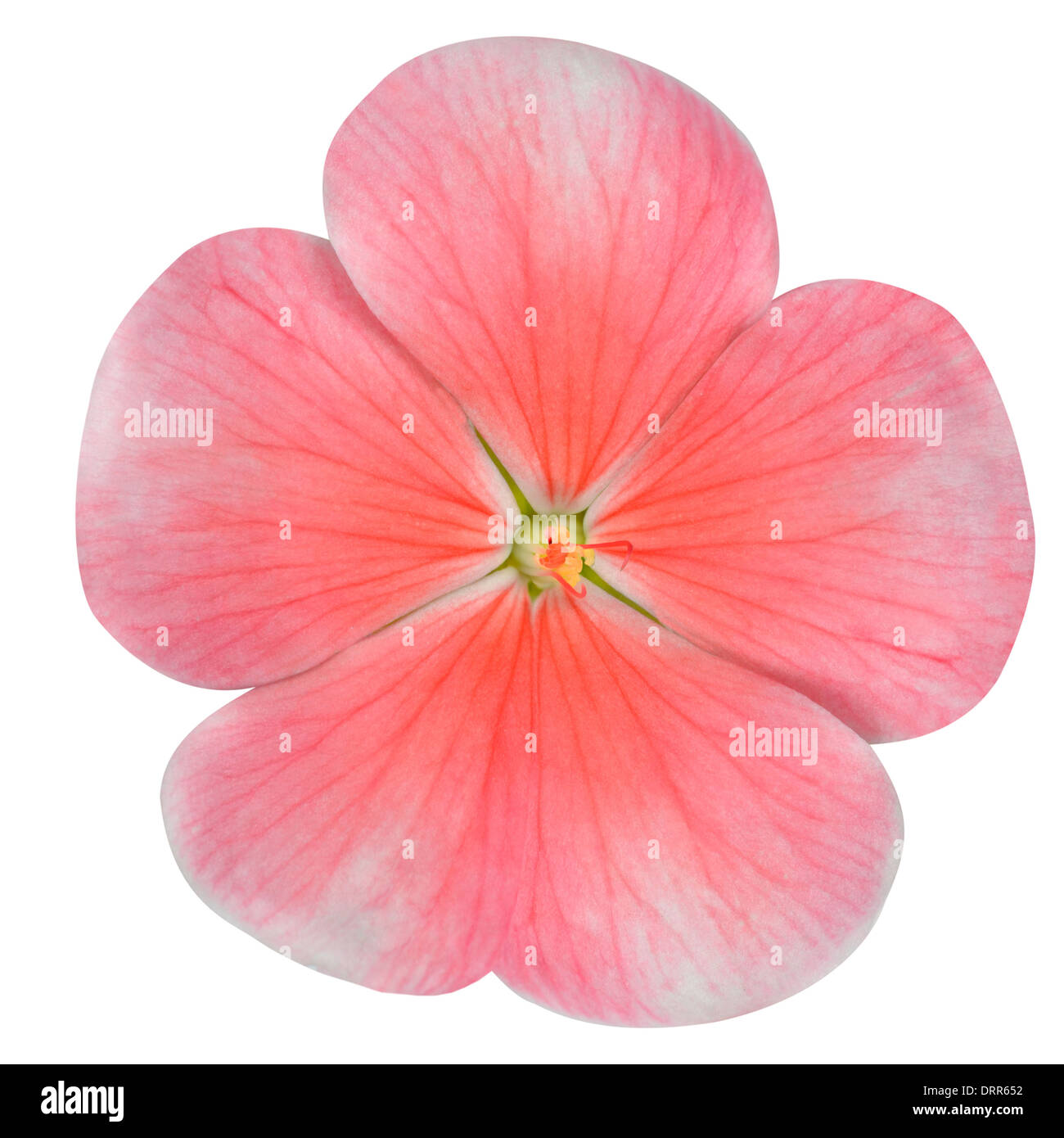 Vinca Minor Pink