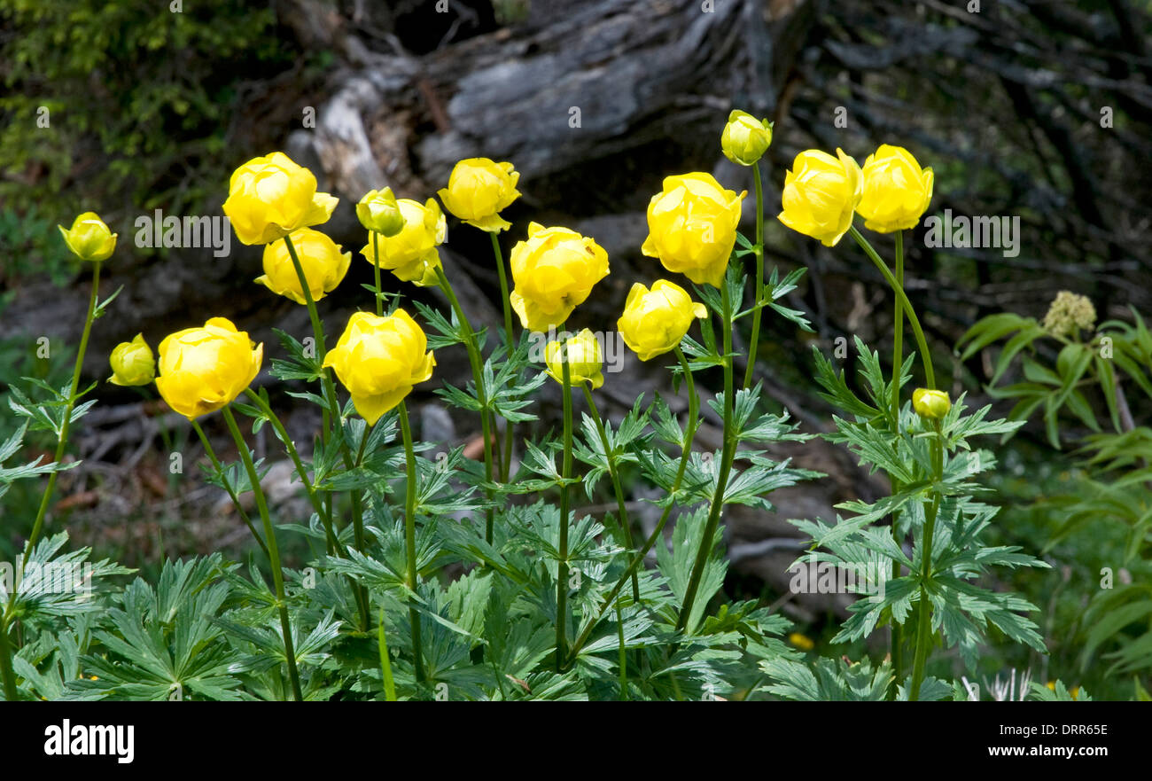 Perennial flower native to europe and asia hi-res stock photography and ...