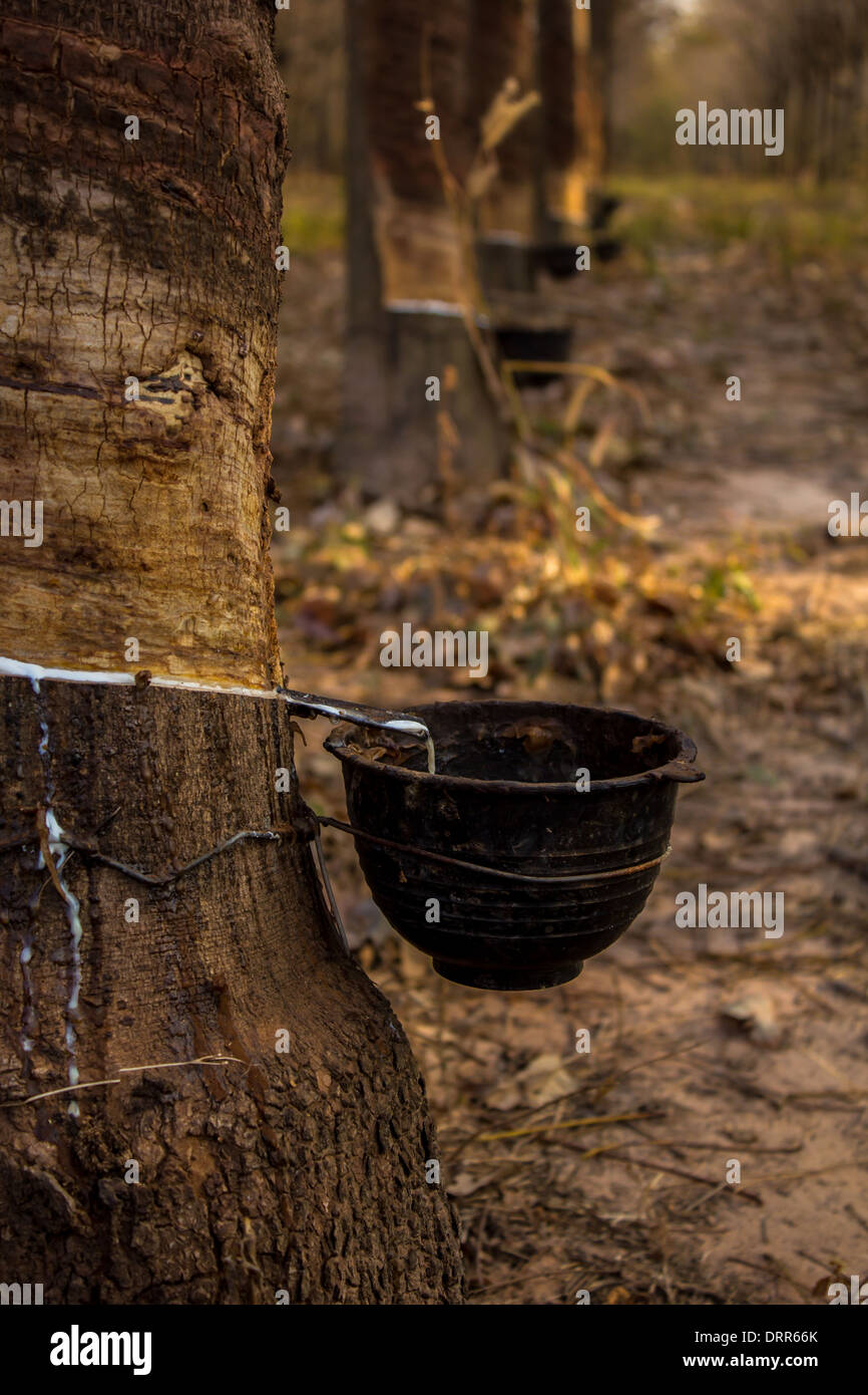 The Latex rubber trees in the forest Stock Photo - Alamy