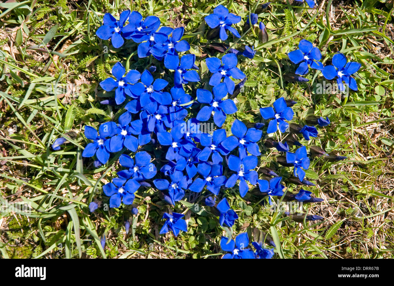 Spring gentian in the Swiss Alps Stock Photo - Alamy