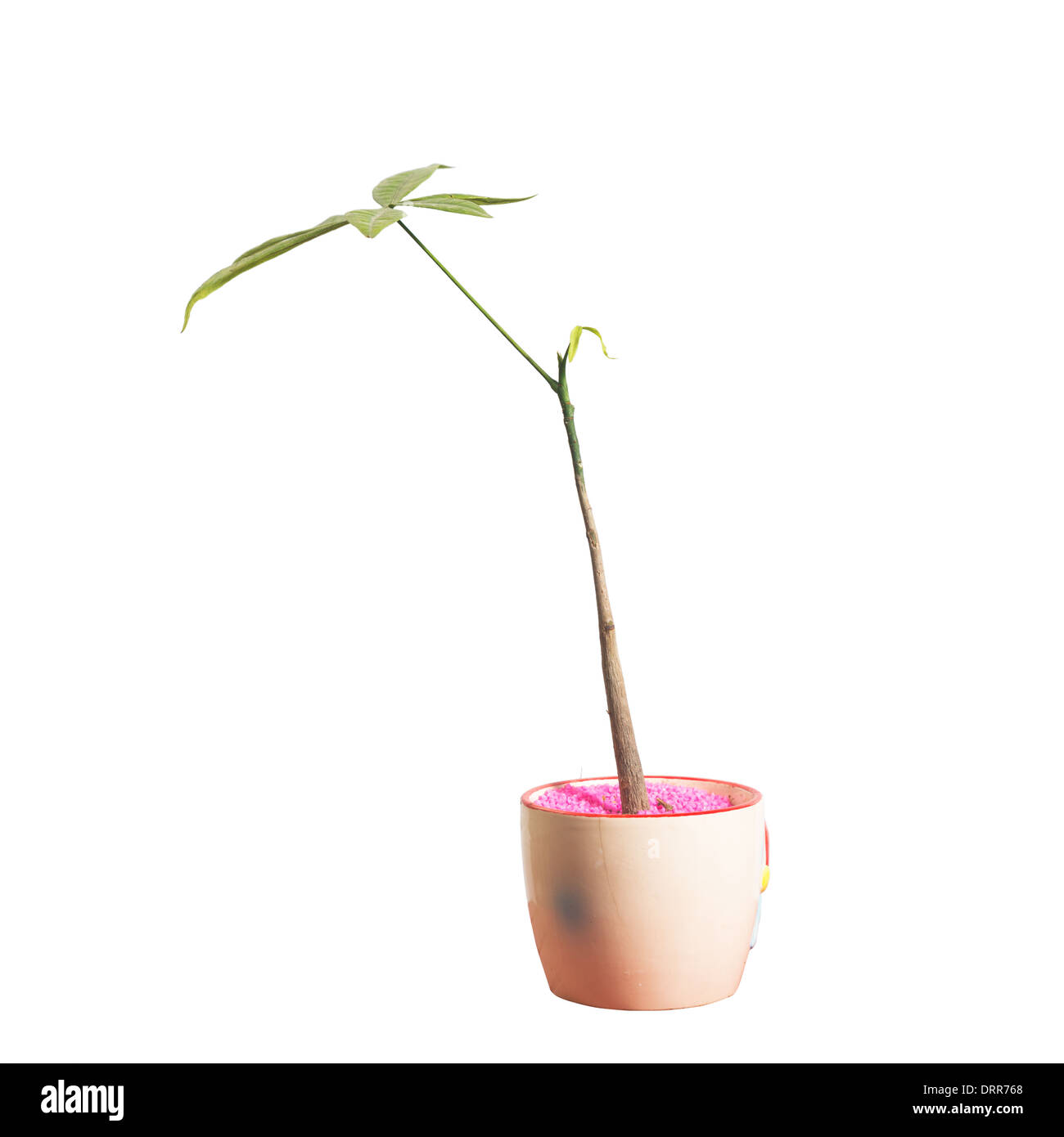 Potted plants isolated in white to the background Stock Photo - Alamy