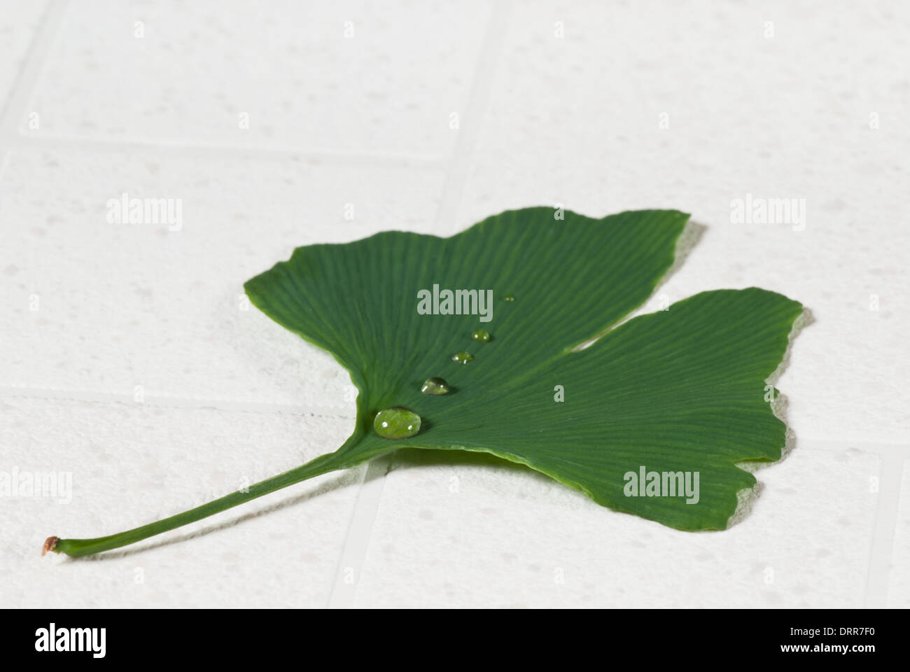 Gingo sapling hi-res stock photography and images - Alamy