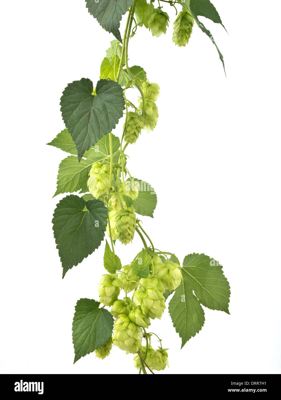 hop cones isolated Stock Photo - Alamy