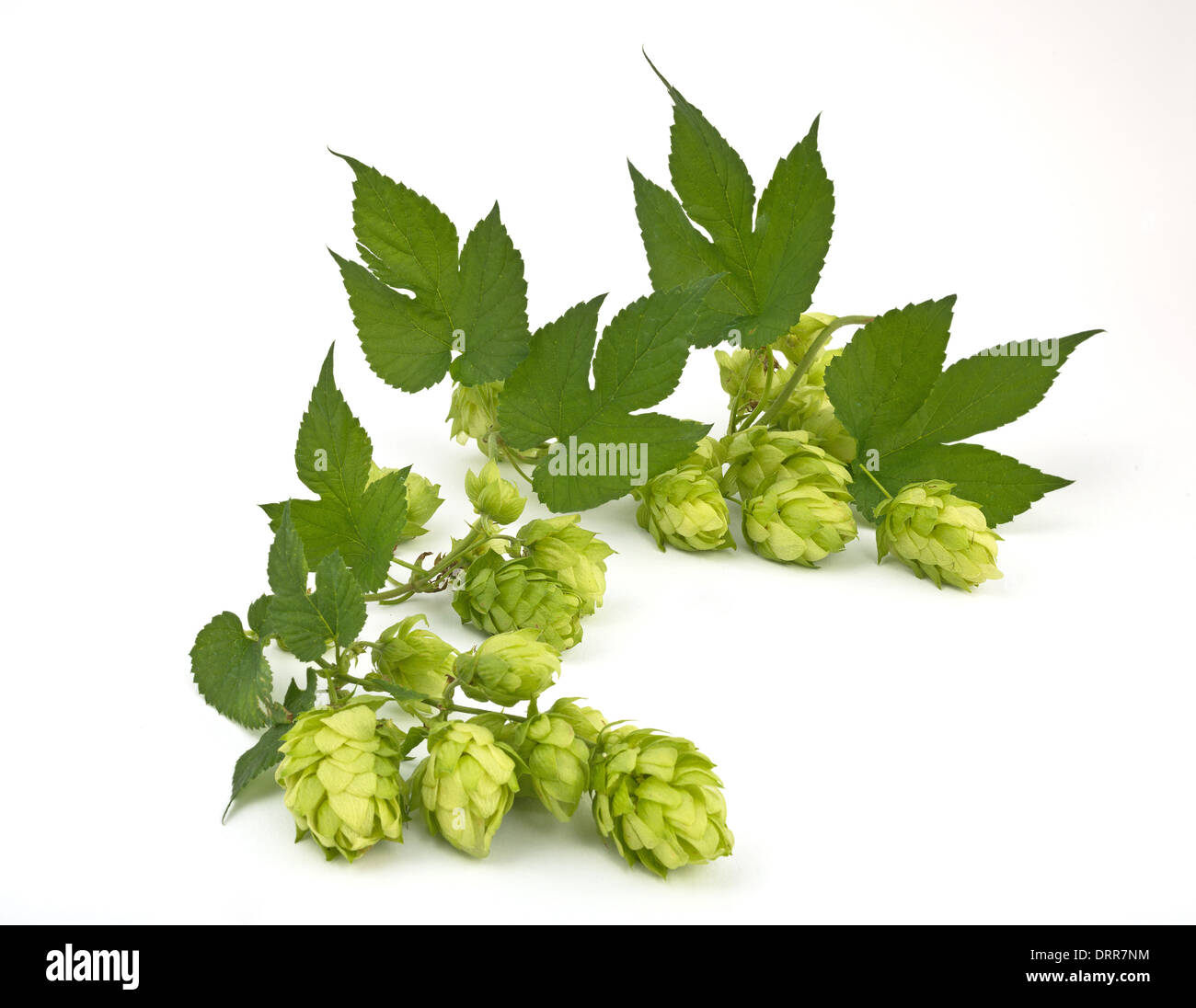 hop cones isolated Stock Photo - Alamy