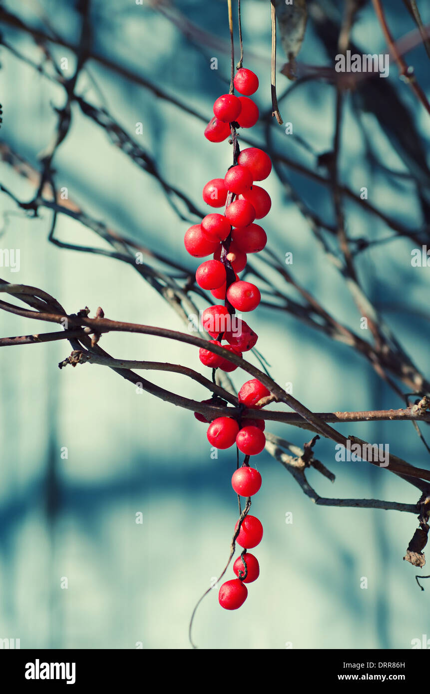 Schisandra High Resolution Stock Photography and Images - Alamy
