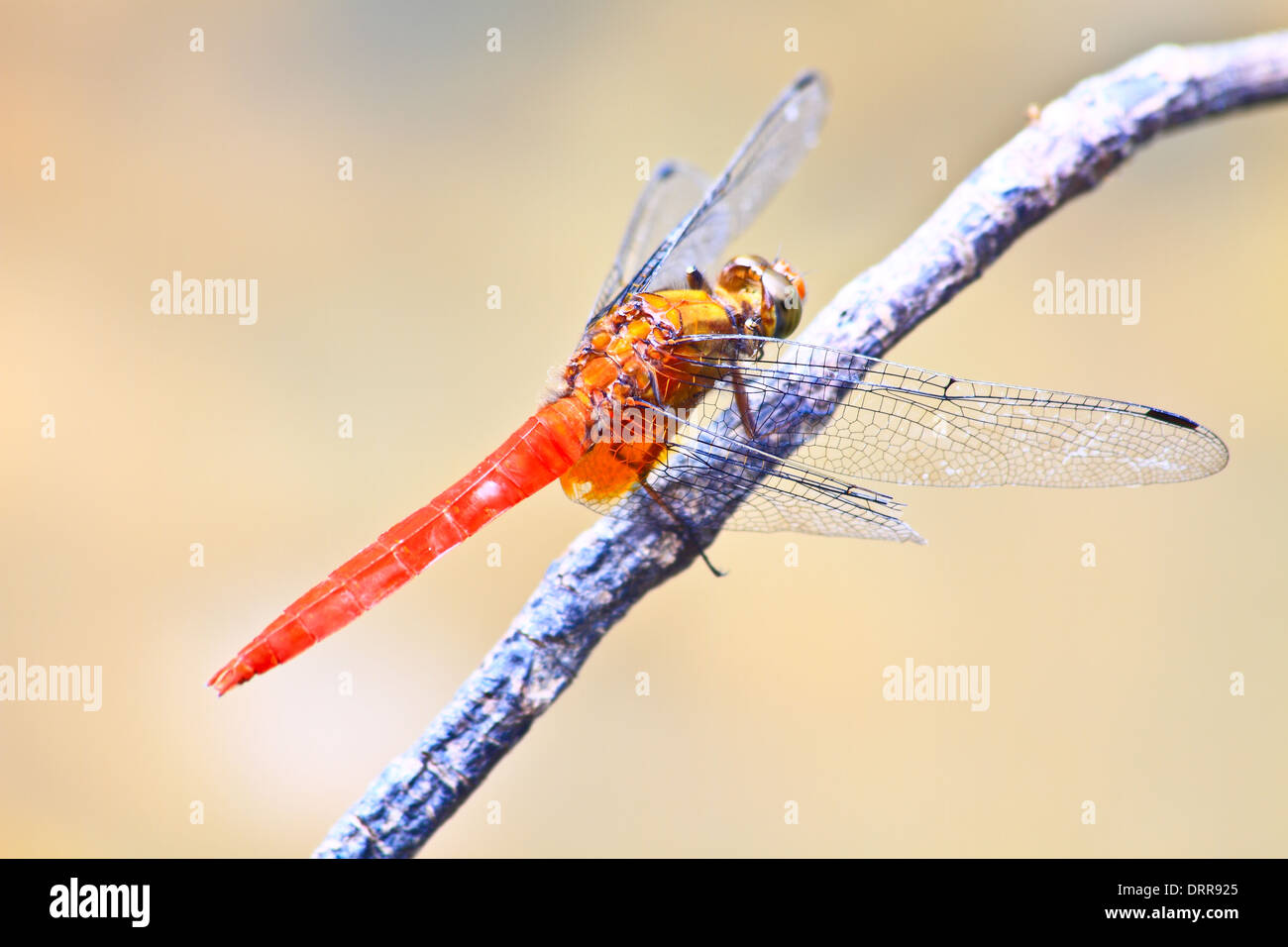 Red dragonfly forest hi-res stock photography and images - Alamy