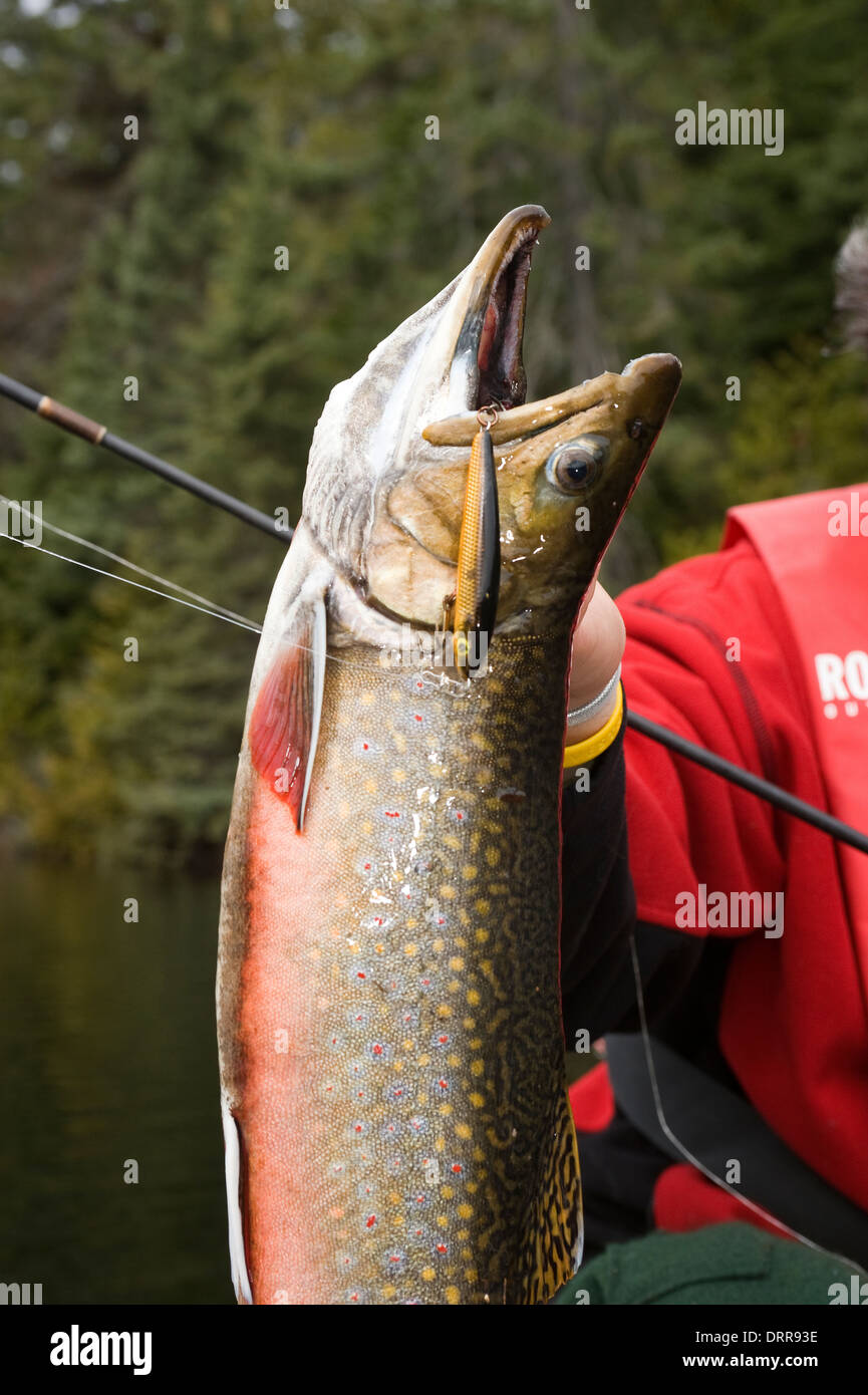 Large summer brook trout caught with a minnow lure Stock Photo - Alamy