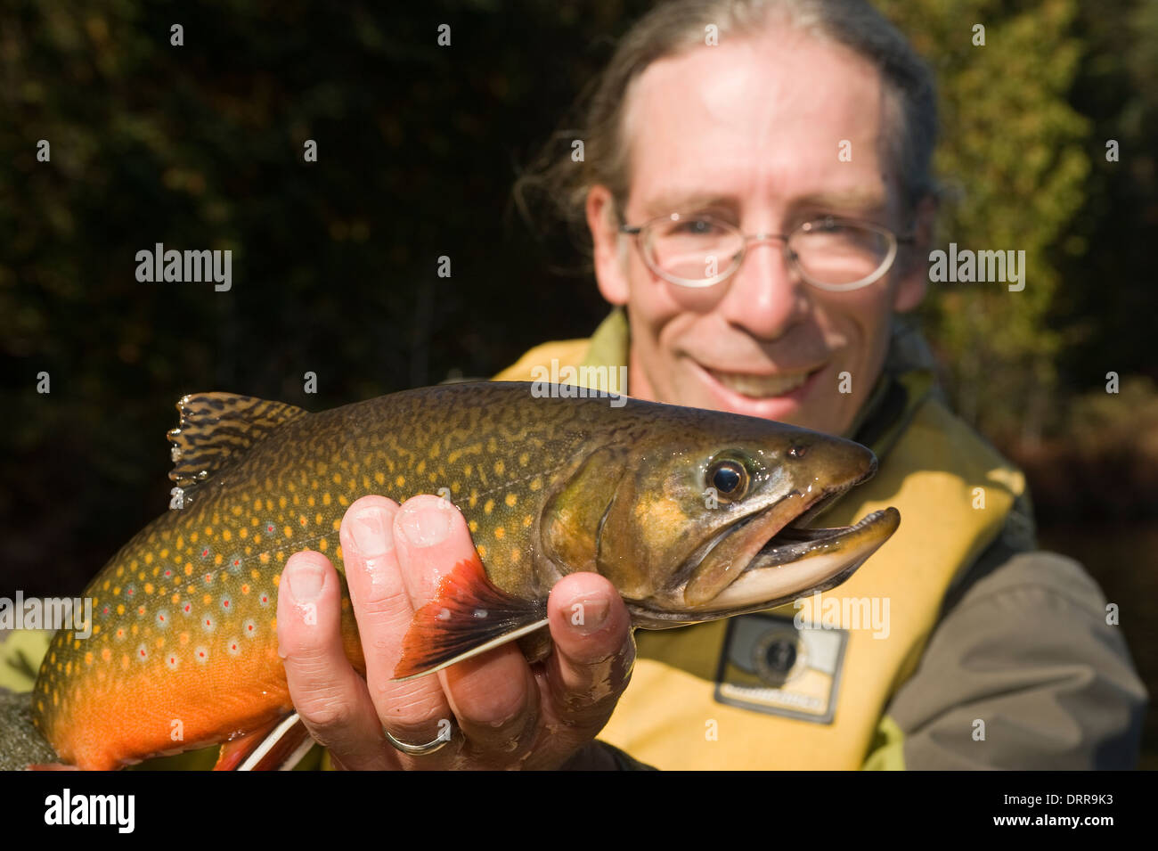 Brook trout hi-res stock photography and images - Alamy