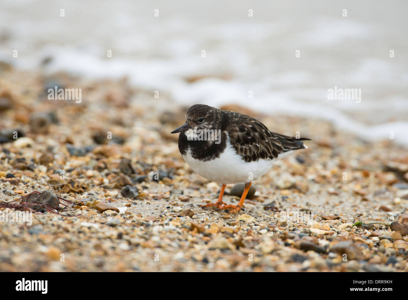 Turnstone (Arenaria interpres), in winter plumage, foraging on the ...