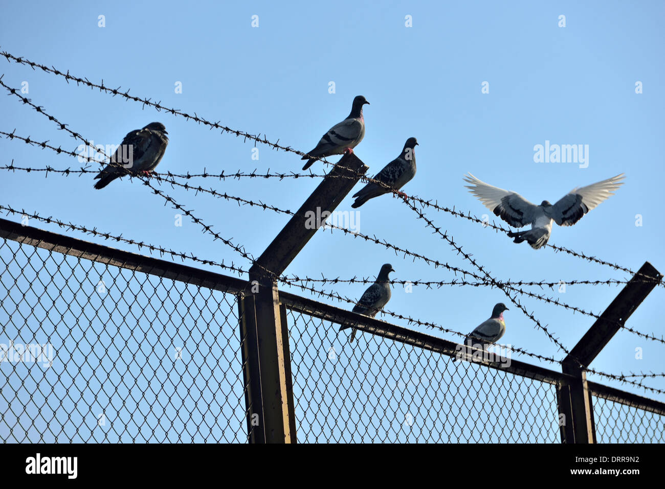 dove symbol of freedom and wire mesh Stock Photo - Alamy