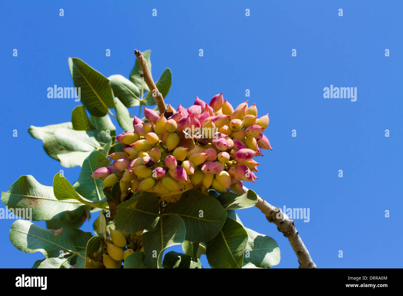 Pistachio trees hi-res stock photography and images - Alamy