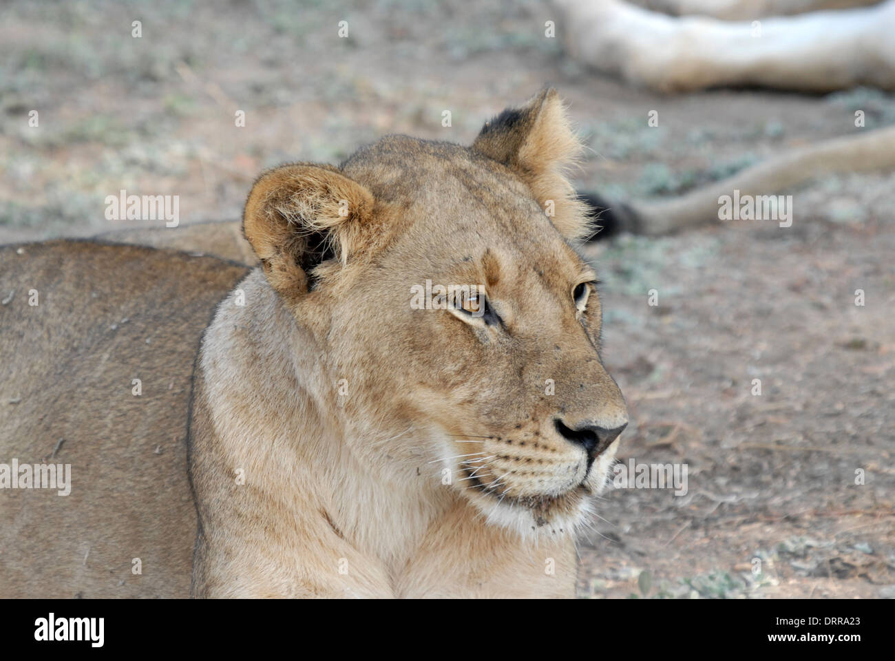 Lioness head hi-res stock photography and images - Alamy