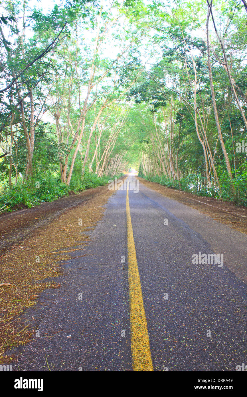 road under green tree tunnel in park Stock Photo - Alamy