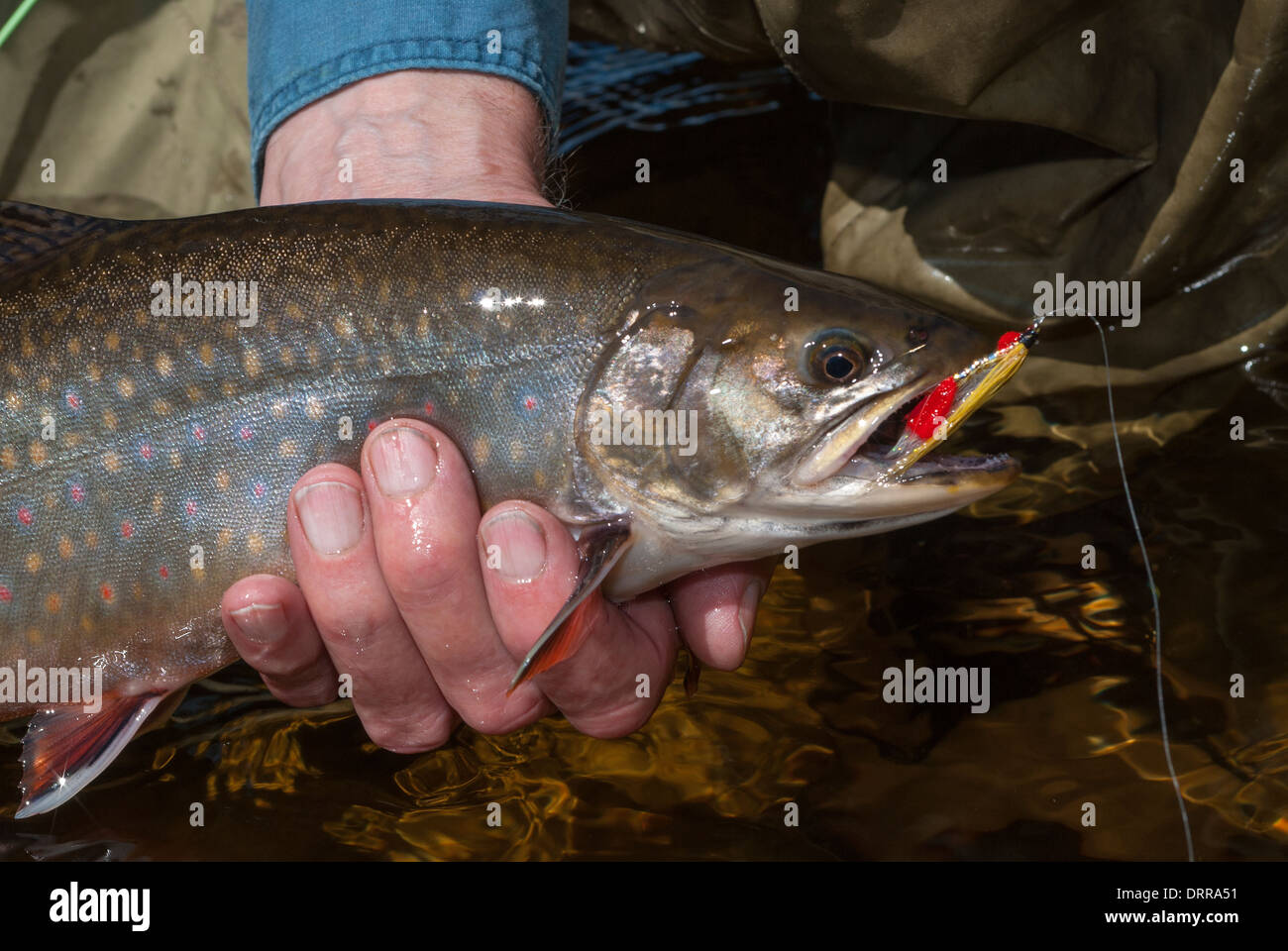 Caught using hi-res stock photography and images - Alamy