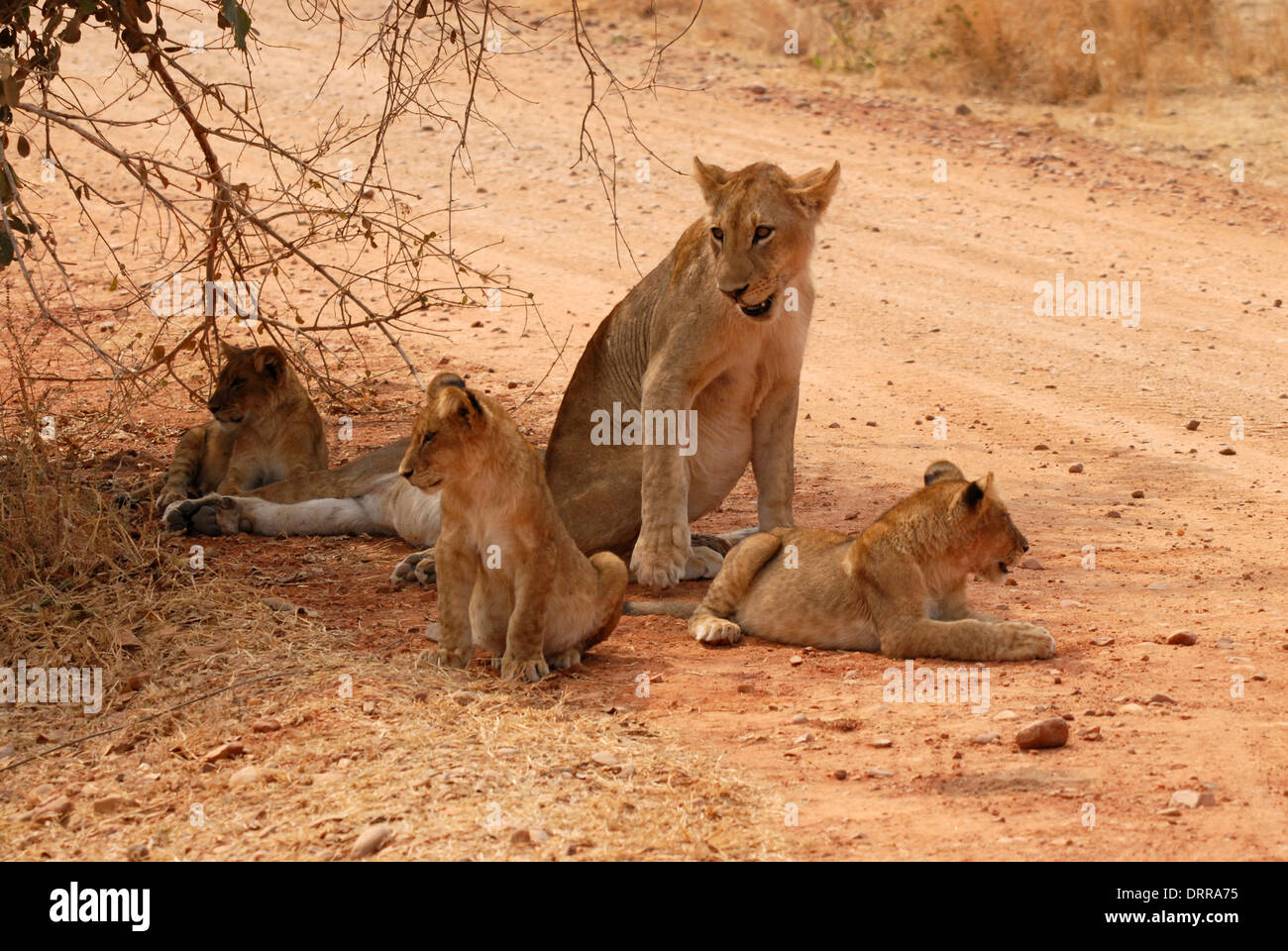 Lion guarding cubs hi-res stock photography and images - Alamy