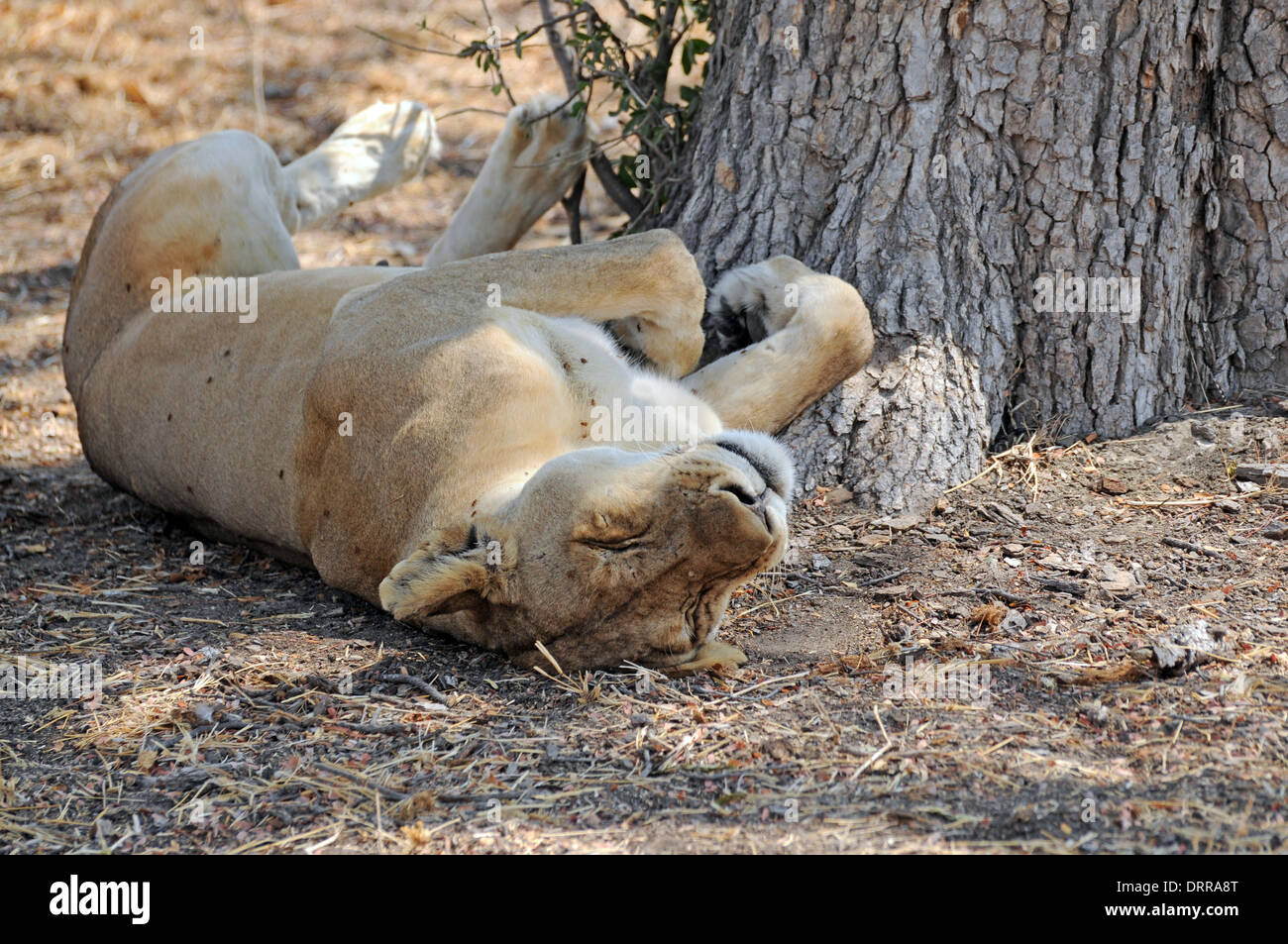 Lion (Panthera leo). Lioness sleeping on her back Stock Photo - Alamy