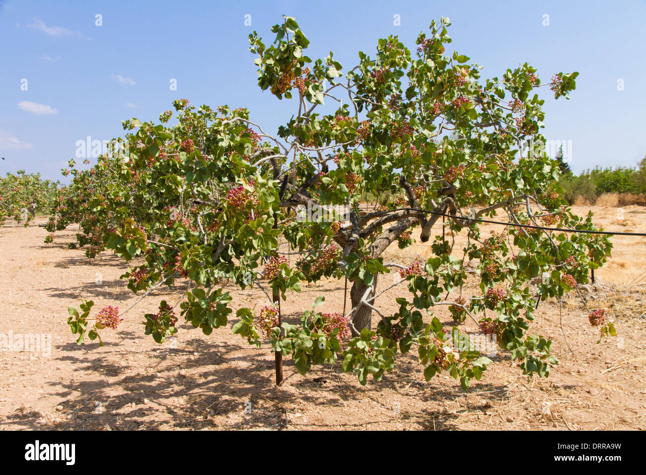 The world famous Aegina island Pistachio Trees Stock Photo - Alamy