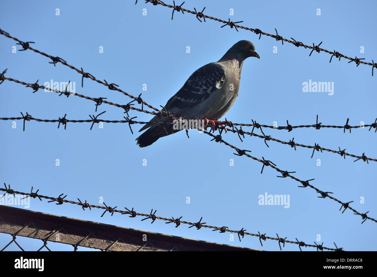 dove symbol of freedom and wire mesh Stock Photo - Alamy