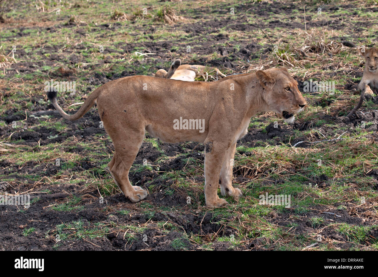 Lioness standing hi-res stock photography and images - Alamy