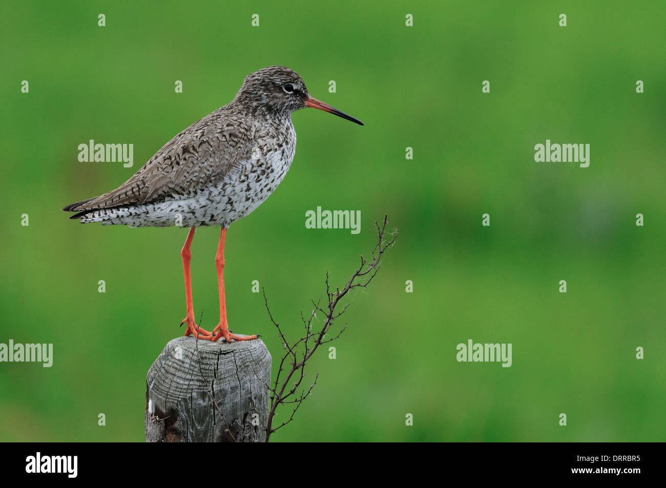 Redshank wildlife hi-res stock photography and images - Alamy