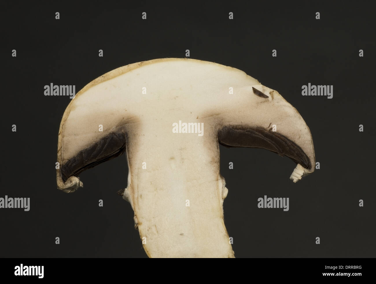 Mushroom fungus fungi hi-res stock photography and images - Alamy