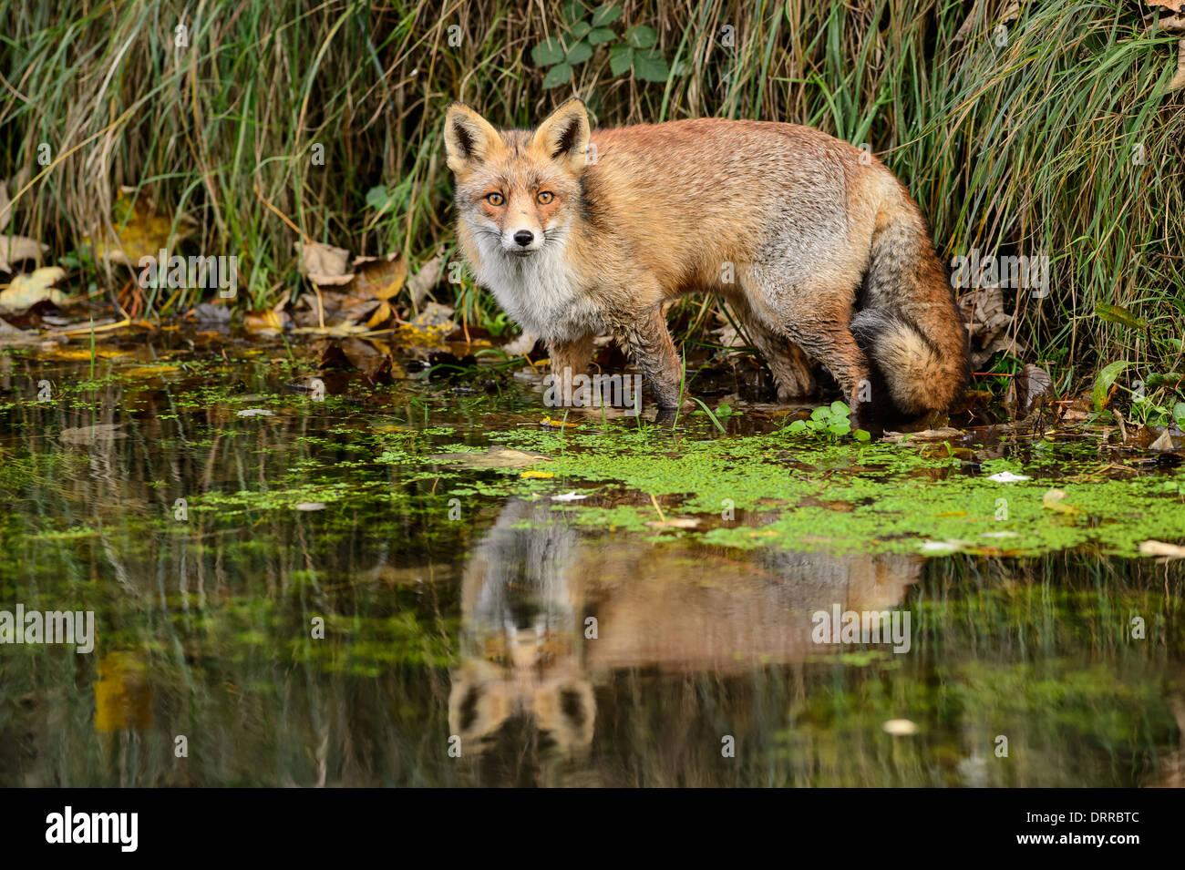 Red fox reflected in the water Stock Photo - Alamy