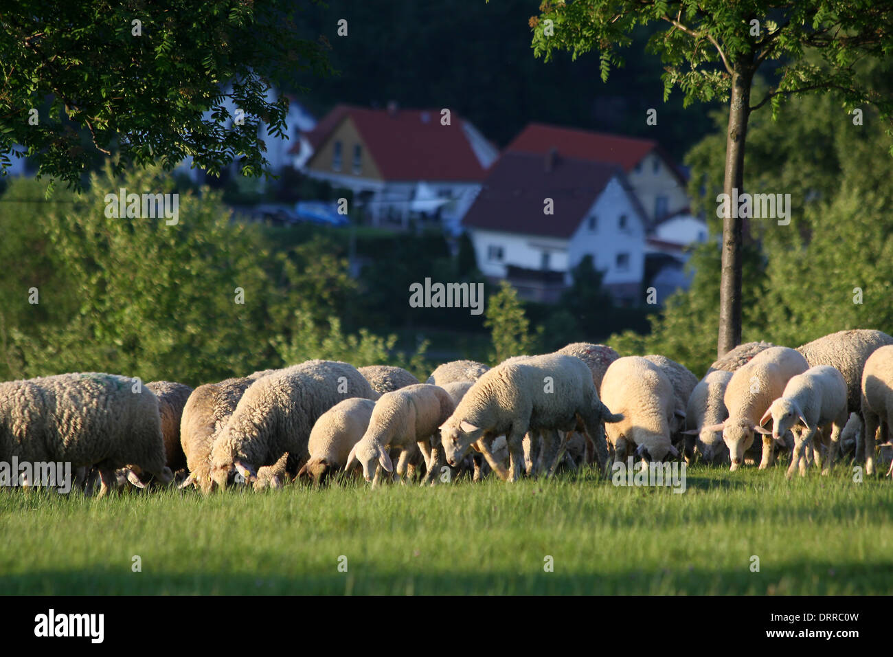 Germany Countryside Sheep High Resolution Stock Photography and Images ...