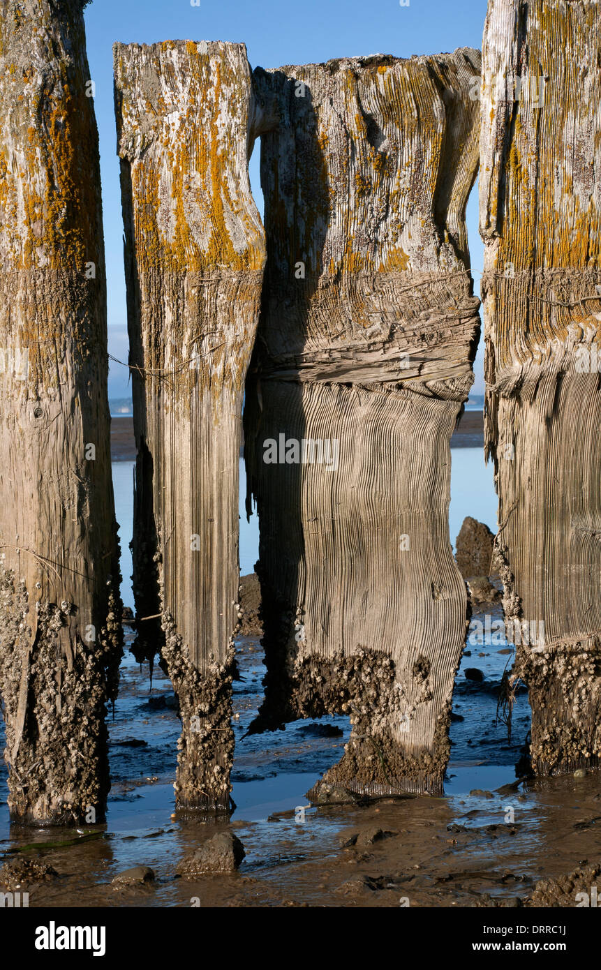 WASHINGTON - Remains of an old structure along the shores of Padilla ...