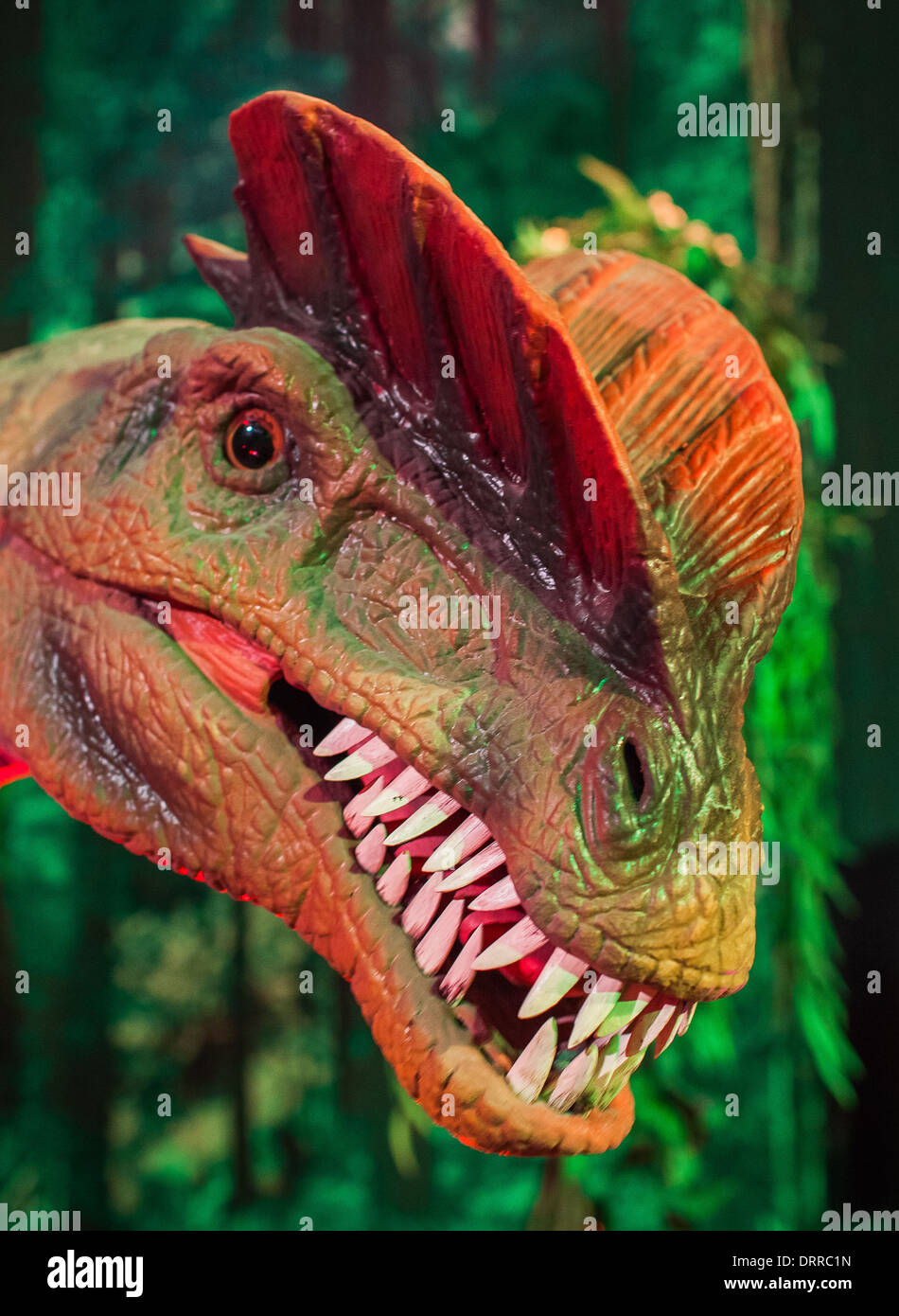 Prehistoric era dinosaurs hi-res stock photography and images - Alamy