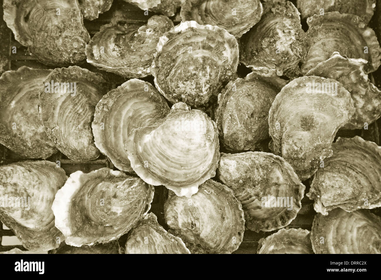 Oysters shell shells hi-res stock photography and images - Alamy