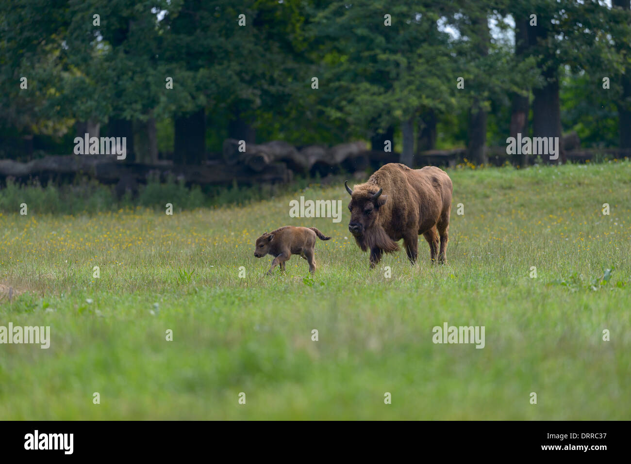 Wisent, Bison bonasus, European bison Stock Photo - Alamy