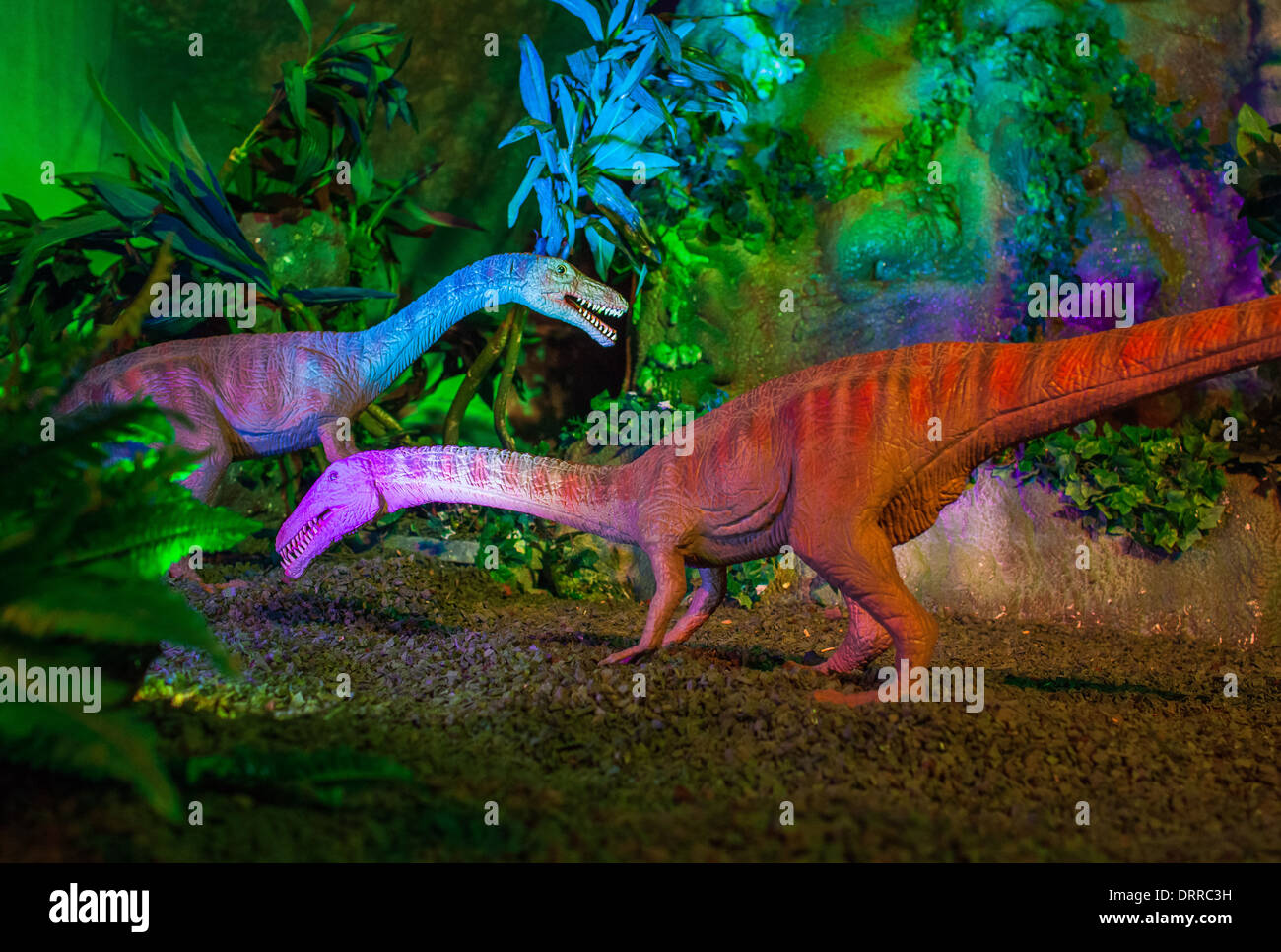 Fighting dinosaurs fossil hi-res stock photography and images - Alamy