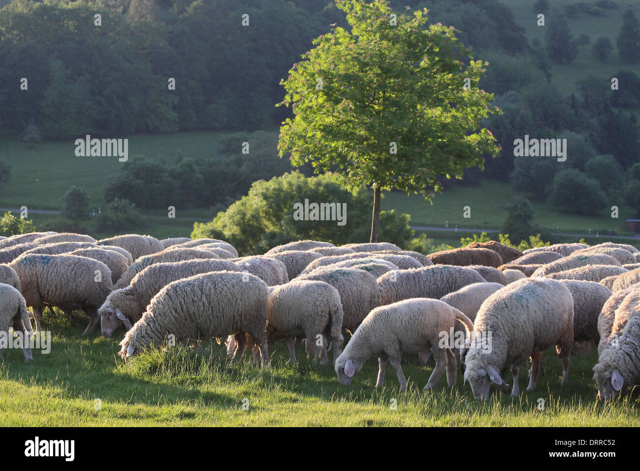 Sheep farming germany hi-res stock photography and images - Alamy