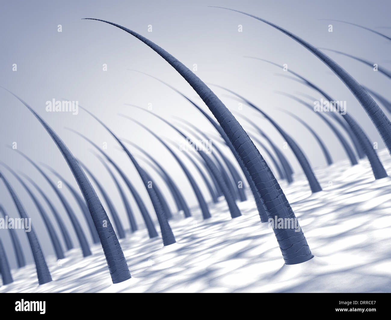 Human scalp and hair strands , detailed illustration Stock Photo - Alamy
