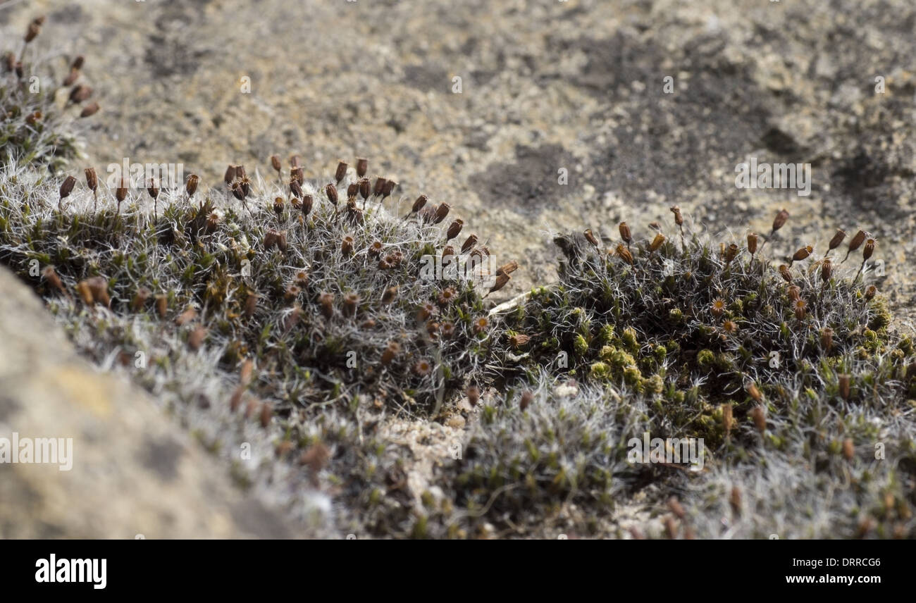 Bryophyta bryophyte moss plant hi-res stock photography and images - Alamy