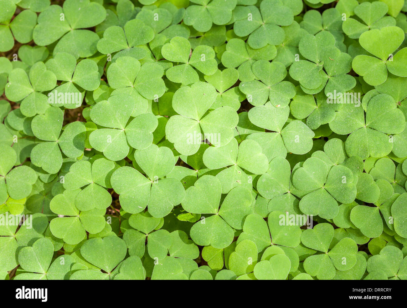Sorrel leaves hi-res stock photography and images - Alamy