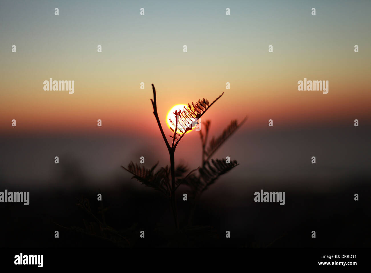 Backlight glow hi-res stock photography and images - Alamy