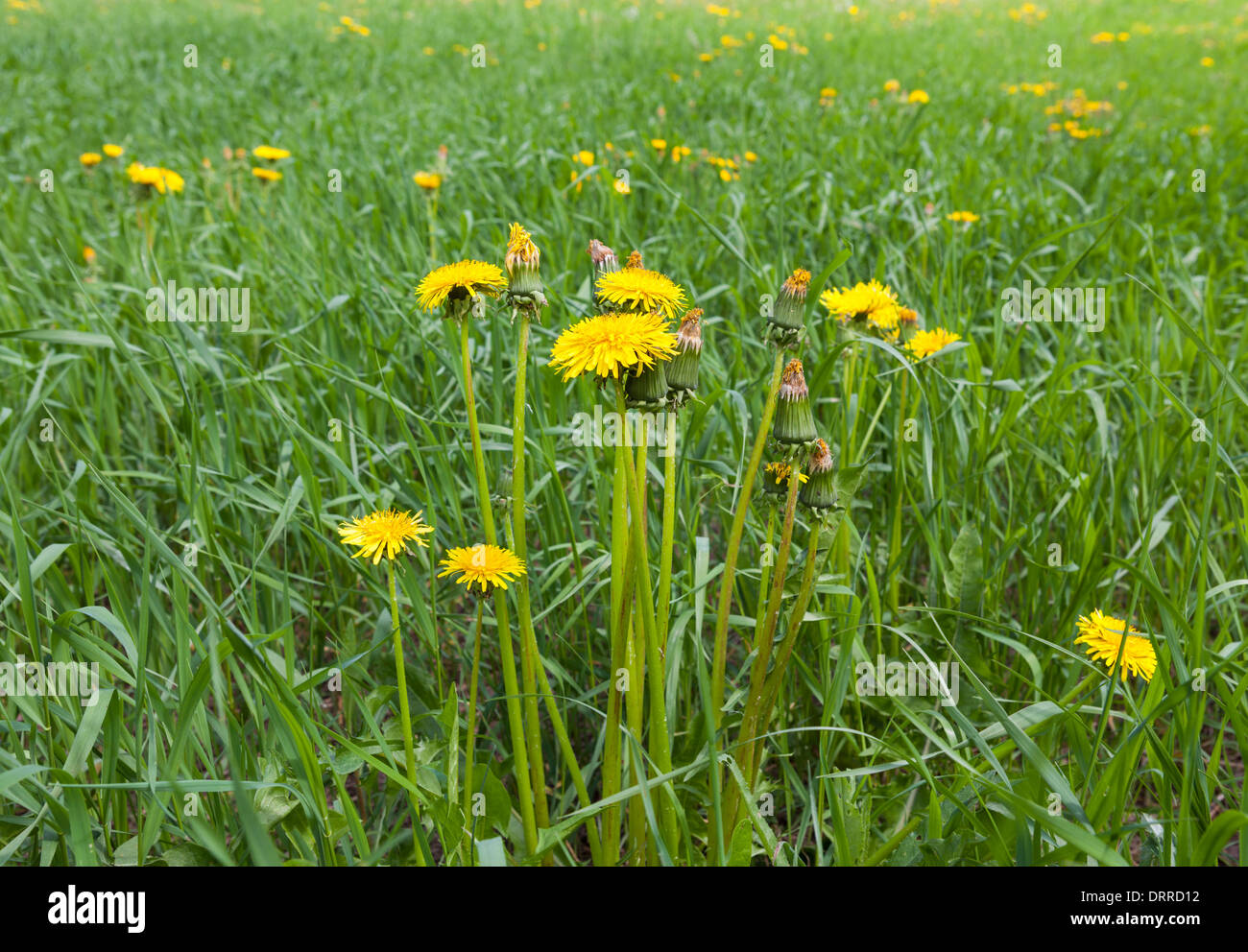Beautiful Dandelions flowering in the grass field Stock Photo - Alamy