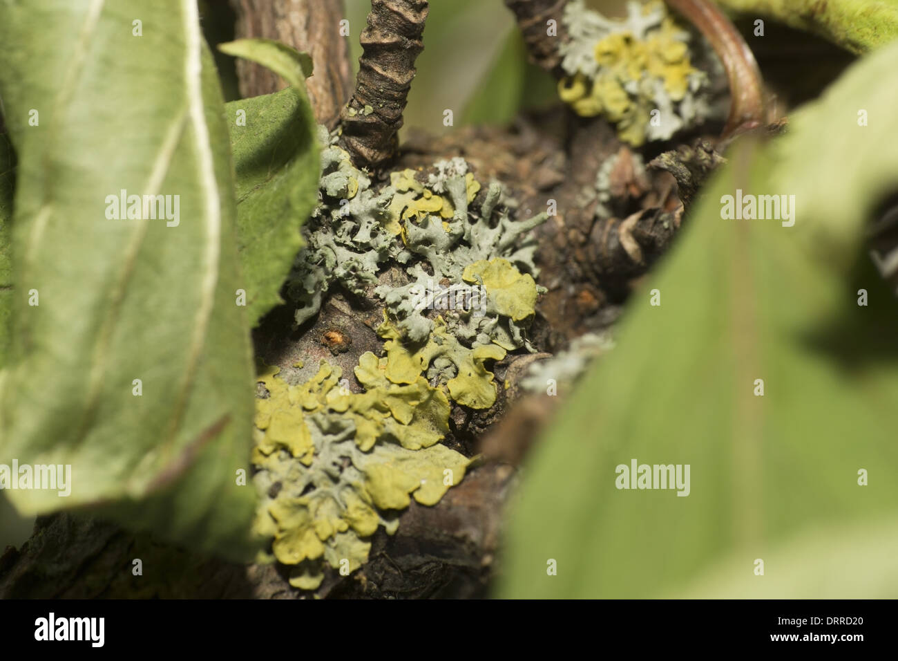 Plant fungi hi-res stock photography and images - Alamy