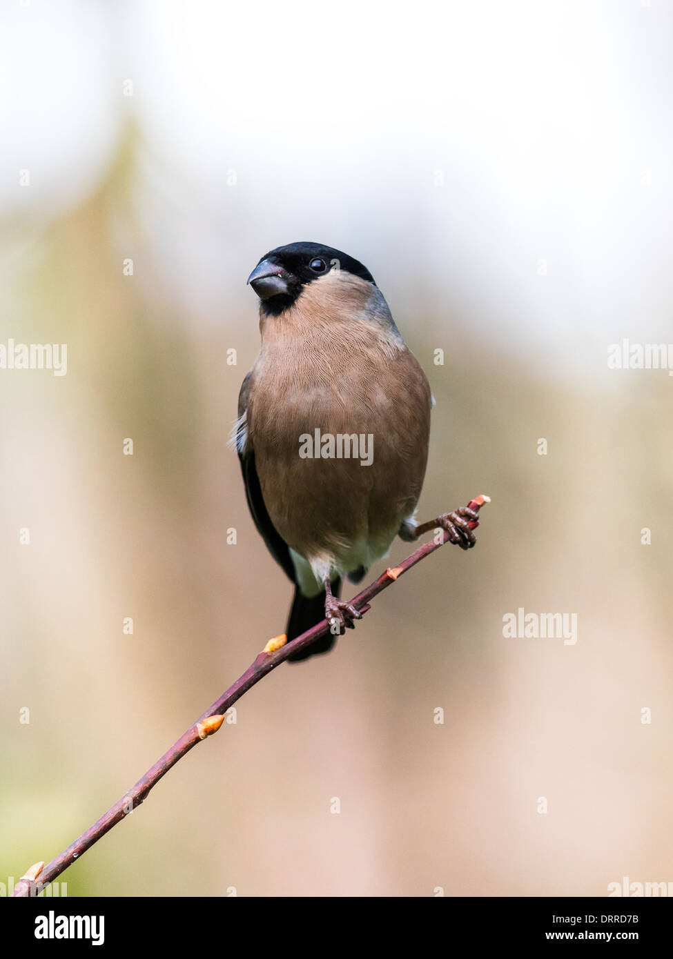 Bullfinch european pyrrhula hi-res stock photography and images - Alamy