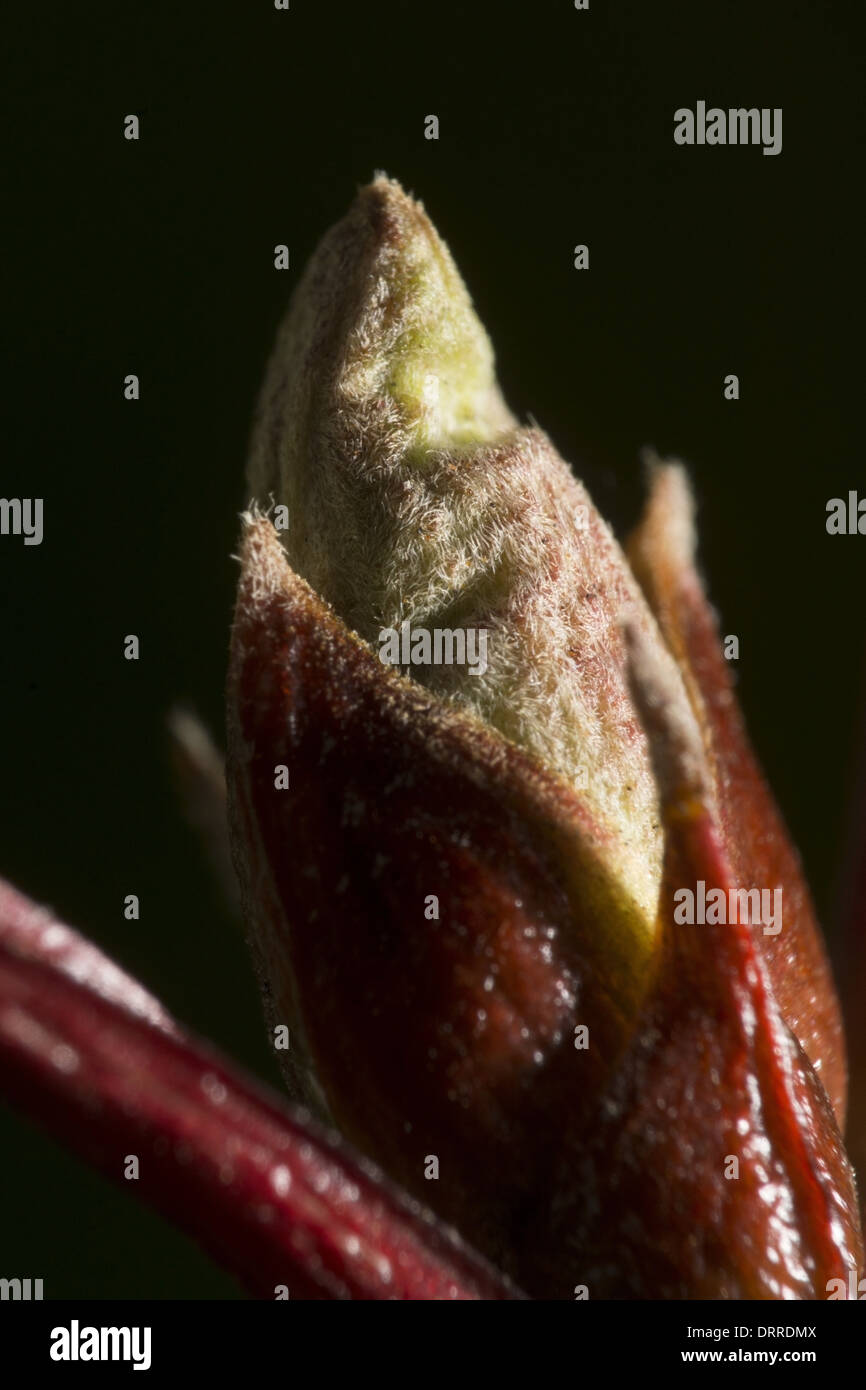 Terminal bud hi-res stock photography and images - Alamy